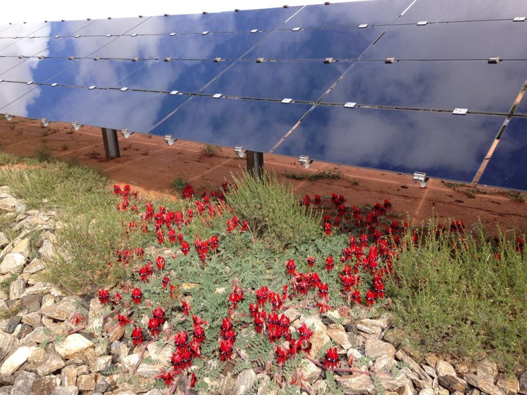 ARENA knowledge sharing workshop for large-scale solar - Solar Choice